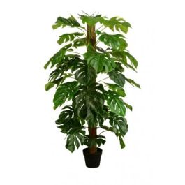 Split Philo Tree w/Pot 150cm