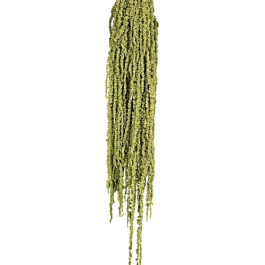 Preserved Amaranthus Caudatus - Green