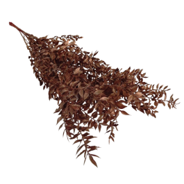 Ruscus x 5 Stems Copper