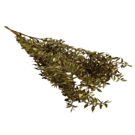 Ruscus x 5 Stems Gold