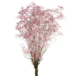 Preserved Gypsophila - Dusty Pink