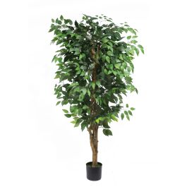 Ficus Multi Stem U.V F.R - 150cm