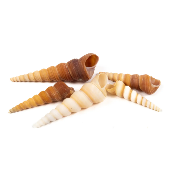 Shells - Terebra Turitella x 1kg