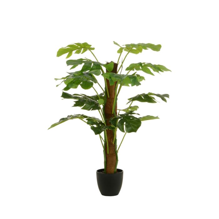 Split Philo Tree w/Pot 80cm