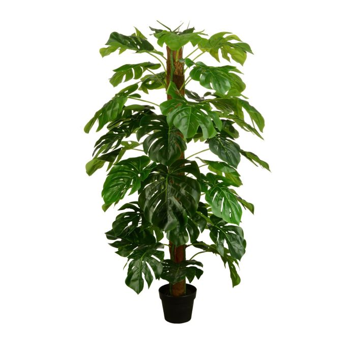 Split Philo Tree w/Pot 150cm