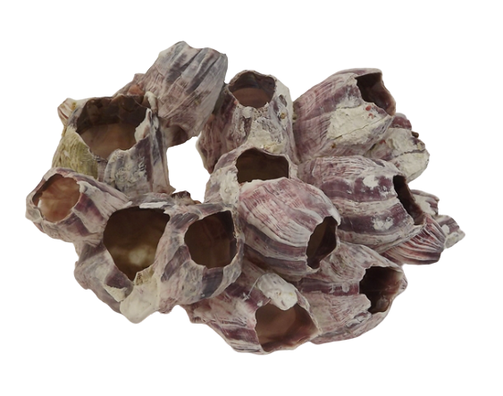 Shell - Barnacle 7-9"