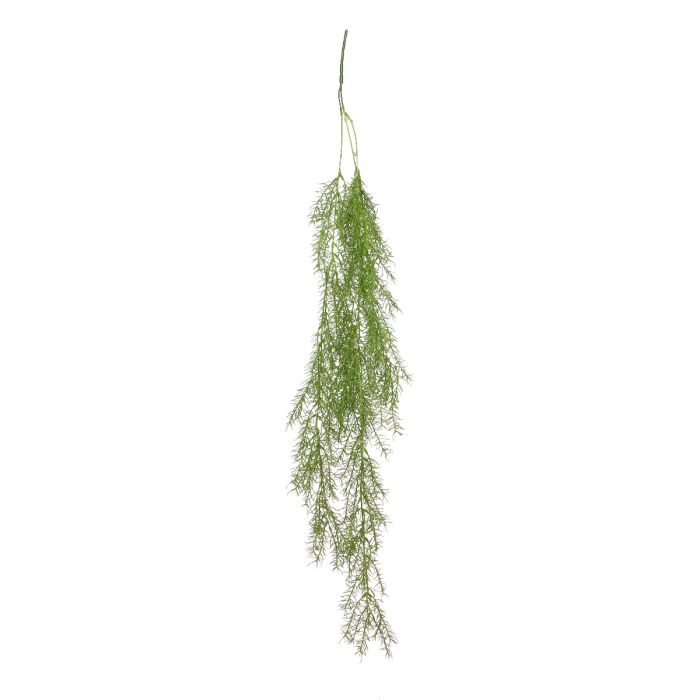 Trailing Asparagus Fern 100cm