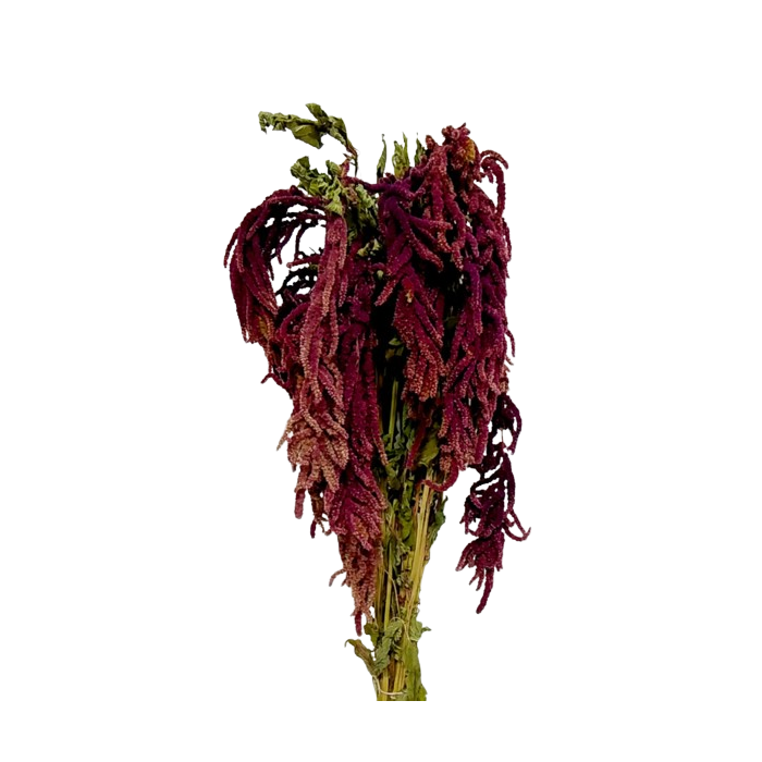 Amaranthus Caudatus Red