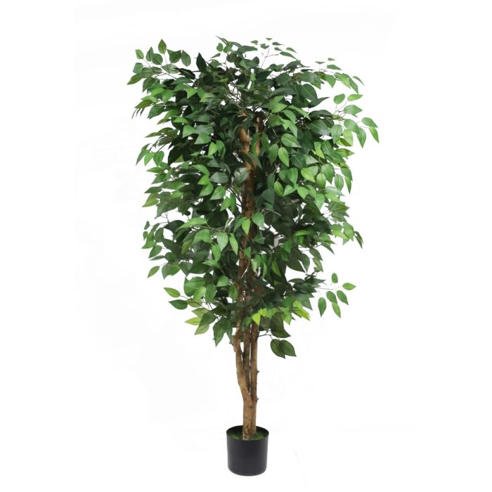 Ficus Multi Stem U.V F.R - 150cm