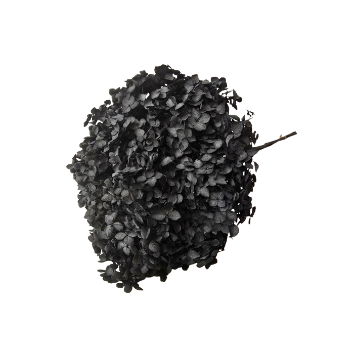 Preserved Hydrangea 25 - 30cm Black